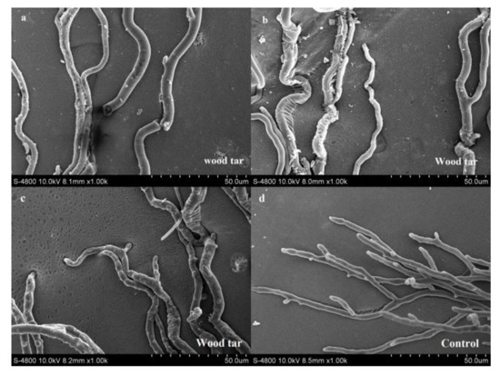 Potential Value of Wood Tar as a Natural Fungicide against Valsa mali