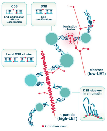 DNA Damage Clustering after Ionizing Radiation and Consequences in the ...