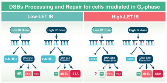 DNA Damage Clustering after Ionizing Radiation and Consequences in the ...
