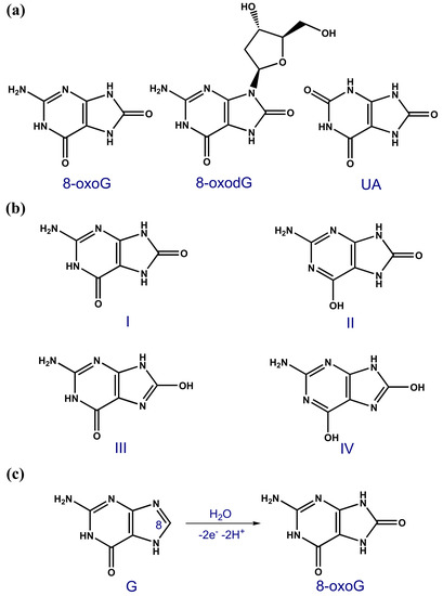 8-oxoguanine and 8-oxodeoxyguanosine Biomarkers of Oxidative DNA Damage ...