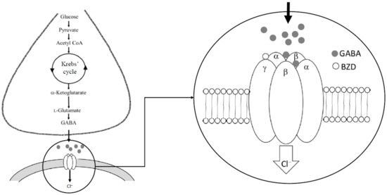 Phenolics as GABAA Receptor Ligands: An Updated Review