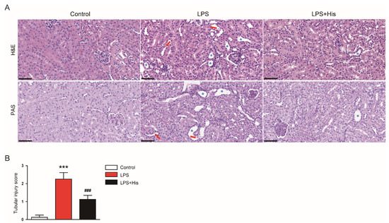 Hispidulin Ameliorates Endotoxin-Induced Acute Kidney Injury in Mice
