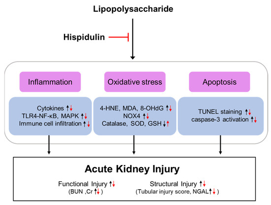 Hispidulin Ameliorates Endotoxin-Induced Acute Kidney Injury in Mice