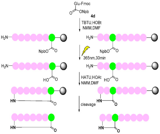 Synthesis of Cyclic Peptides in SPPS with Npb-OH Photolabile Protecting ...