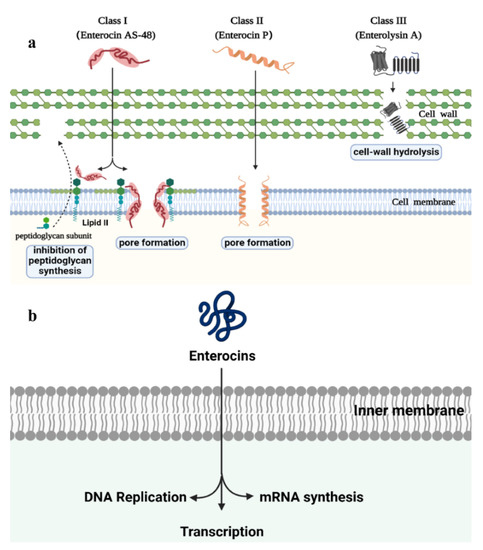 Molecules | Free Full-Text | Enterocins: Classification, Synthesis ...