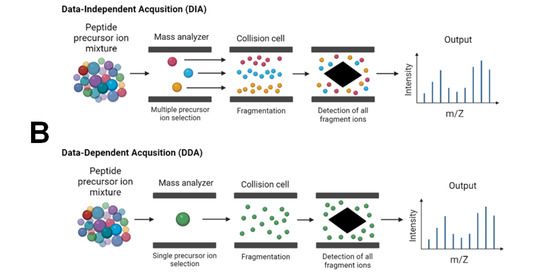 Applications of Tandem Mass Spectrometry (MS/MS) in Protein Analysis for Biomedical Research