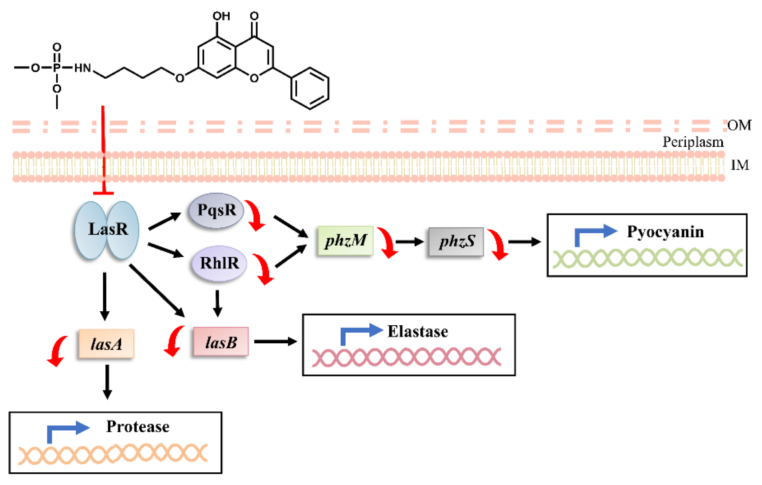 Inhibition of Quorum-Sensing Regulator from Pseudomonas aeruginosa ...