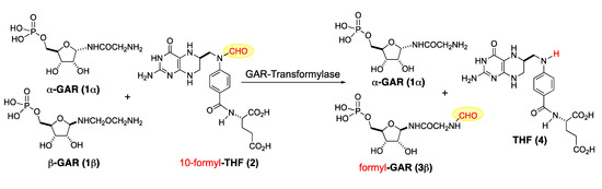 Stereoselective Synthesis of β-Glycinamide Ribonucleotide