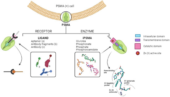A Review on the Current State and Future Perspectives of [99mTc]Tc ...