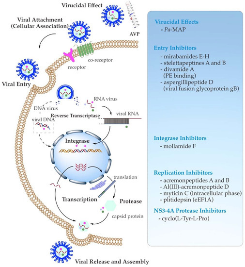 Antiviral Peptides (AVPs) of Marine Origin as Propitious Therapeutic ...