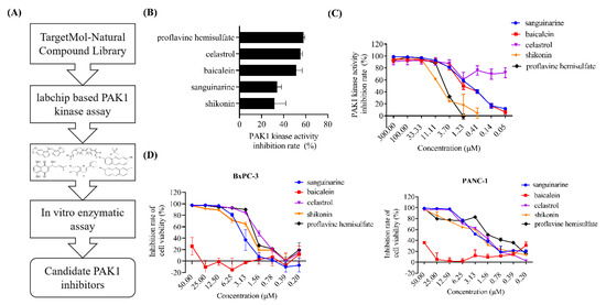 Natural Compound Shikonin Is a Novel PAK1 Inhibitor and Enhances ...