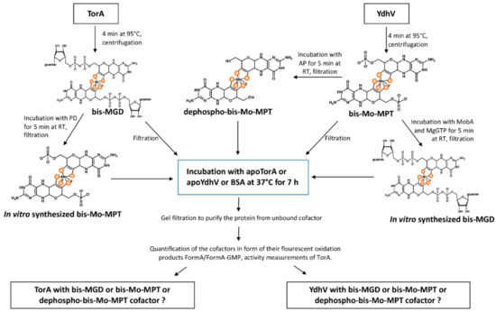 Molecules | Free Full-Text | The Role of the Nucleotides in the ...