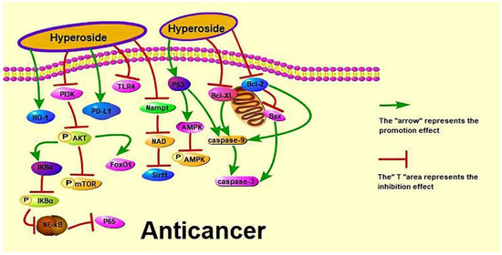 Hyperoside: A Review of Its Structure, Synthesis, Pharmacology ...