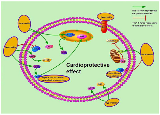 Hyperoside: A Review of Its Structure, Synthesis, Pharmacology ...