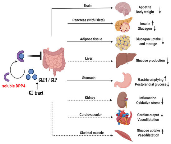 Molecules Free Full Text Role Of Dipeptidyl Peptidase 4 Inhibitors
