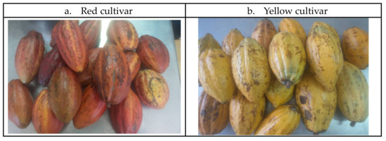 Volatile Variation of Theobroma cacao Malvaceae L. Beans Cultivated in ...