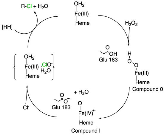 Halogenation in Fungi: What Do We Know and What Remains to Be Discovered?
