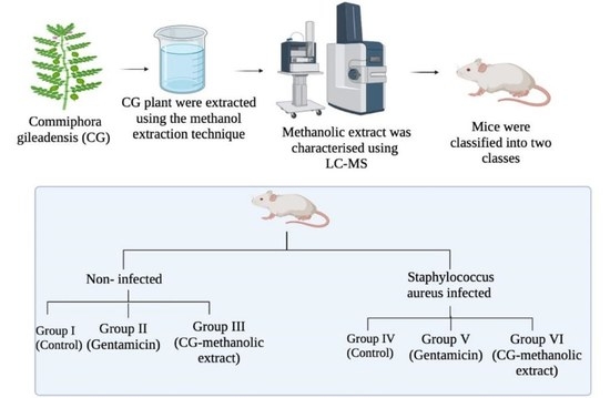 Molecules | Free Full-Text | Antibacterial Effects of Commiphora ...