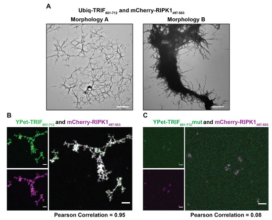 The RHIM of the Immune Adaptor Protein TRIF Forms Hybrid Amyloids with ...