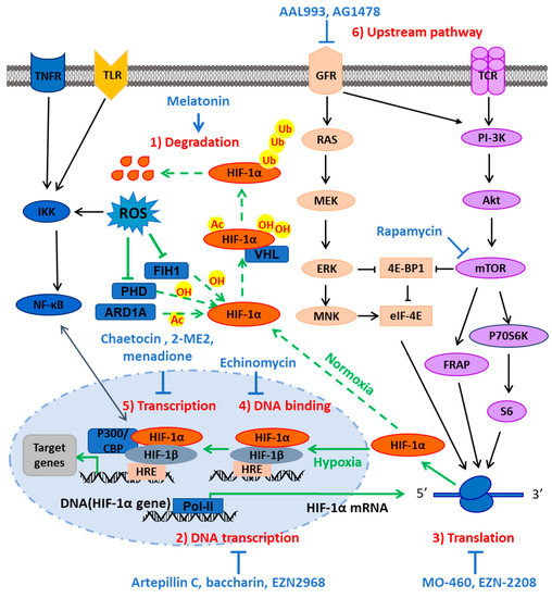 Action Sites and Clinical Application of HIF-1α Inhibitors