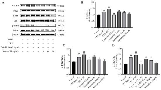 The Protective Effects of Neoastilbin on Monosodium Urate Stimulated ...