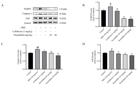 The Protective Effects of Neoastilbin on Monosodium Urate Stimulated ...