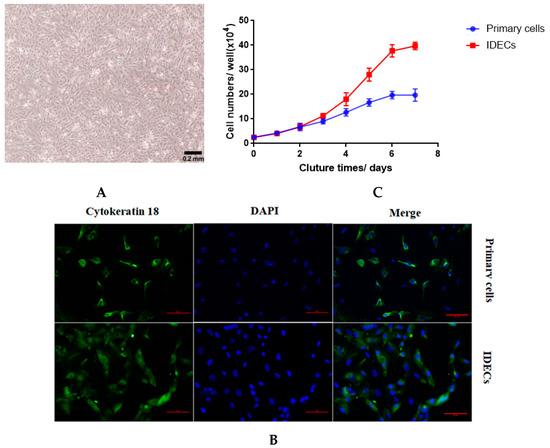 Protective Effect of Resveratrol on Immortalized Duck Intestinal ...