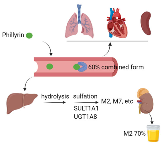 Review on the Pharmacological Properties of Phillyrin