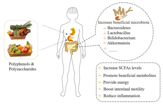 The Intervention of Prebiotics on Depression via the Gut–Brain Axis