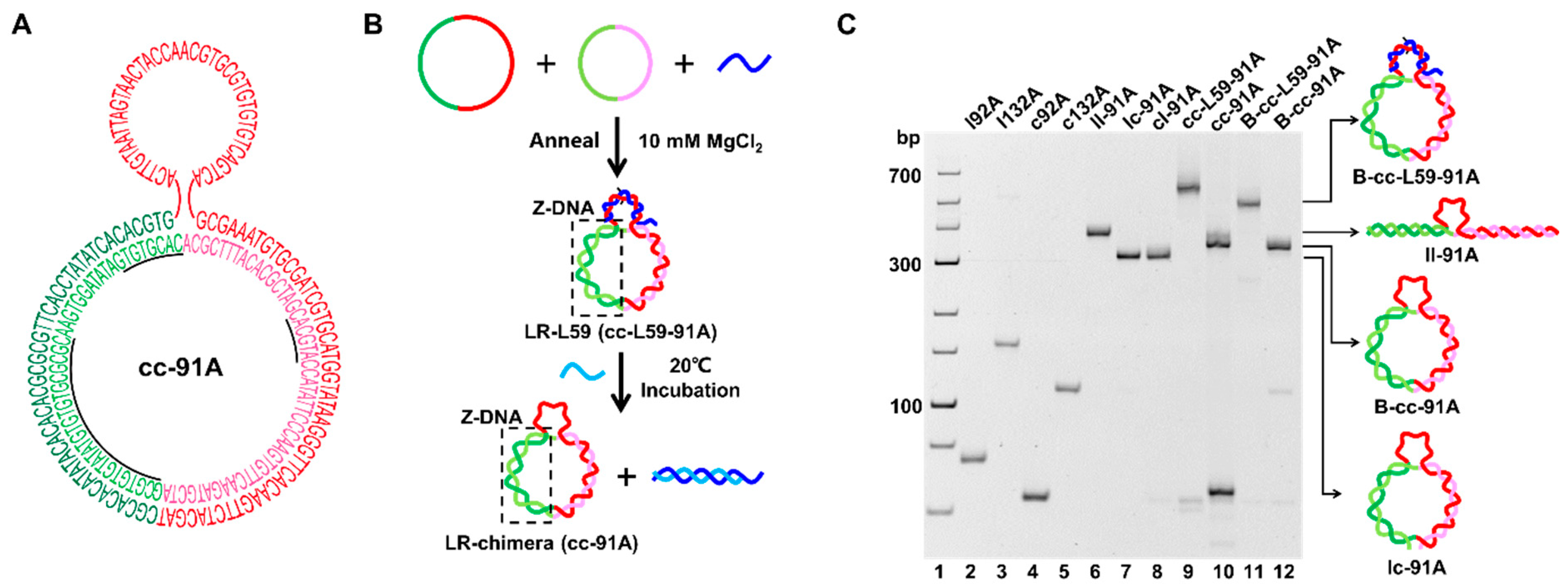Construction of ssDNA-Attached LR-Chimera Involving Z-DNA for ZBP1 ...
