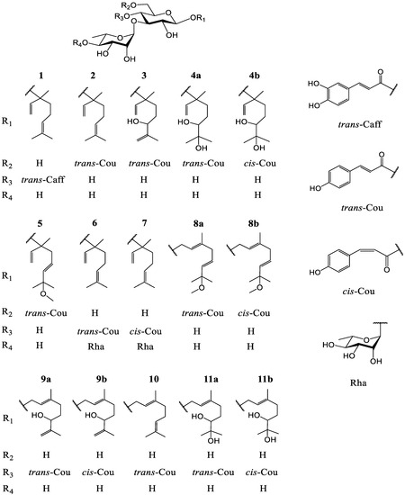 Monoterpenoid Glycosides from the Leaves of Ligustrum robustum and ...