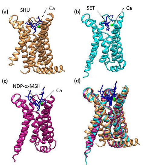 Molecular Analysis and Conformational Dynamics of Human MC4R Disease ...