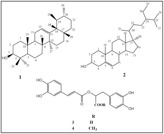 Phytochemical Investigation of Cordia africana Lam. Stem Bark ...
