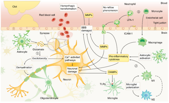 Polyphenols for the Treatment of Ischemic Stroke: New Applications and ...
