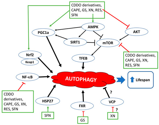 Molecules | Free Full-Text | Antiaging Mechanism of Natural Compounds ...