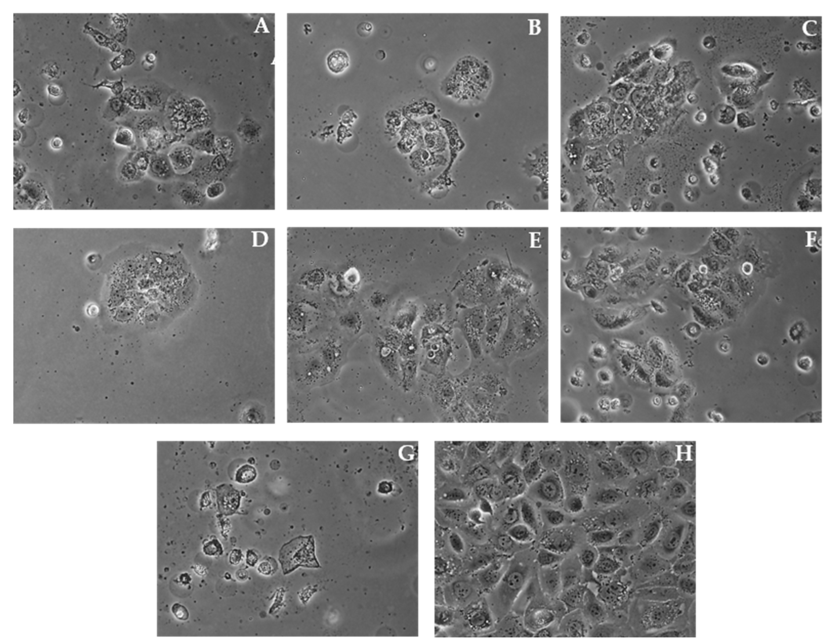 Molecules | Free Full-Text | New Polymethoxyflavones from Hottonia palustris Evoke DNA ...