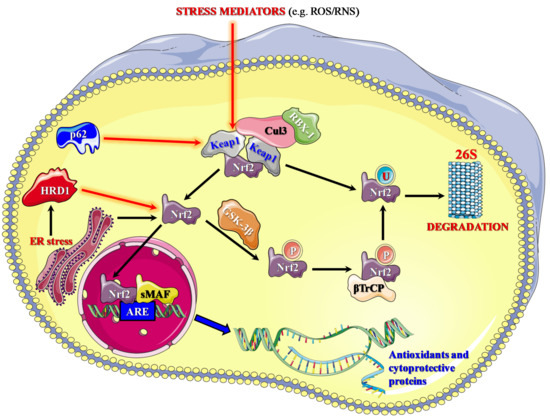 The Therapeutic Potential of Carnosine as an Antidote against Drug ...