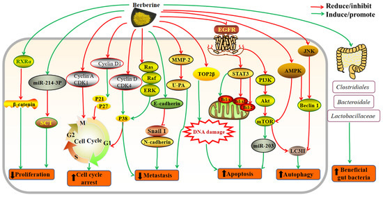 Anticancer Effects and Mechanisms of Berberine from Medicinal Herbs: An ...