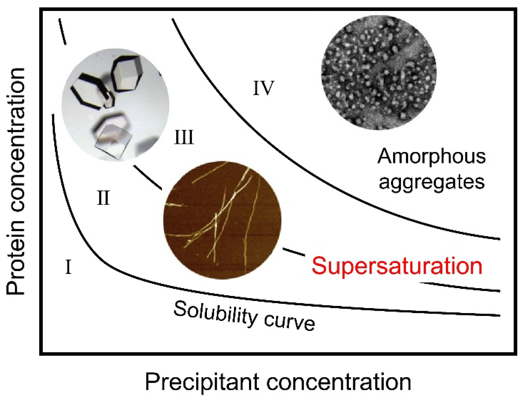 Supersaturation-Dependent Formation of Amyloid Fibrils