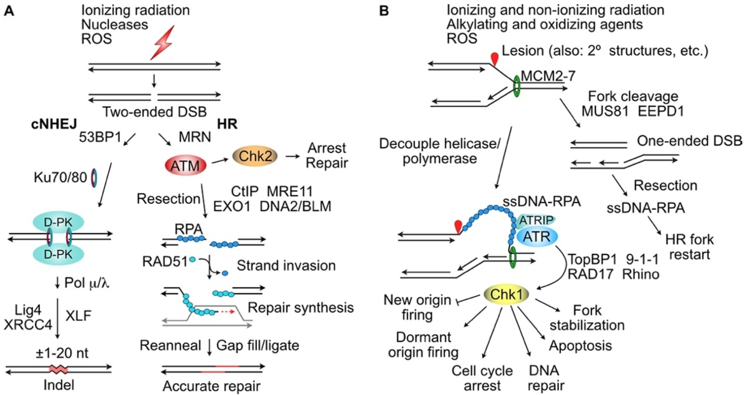 Molecules | Free Full-Text | Targeting Replication Stress Response ...