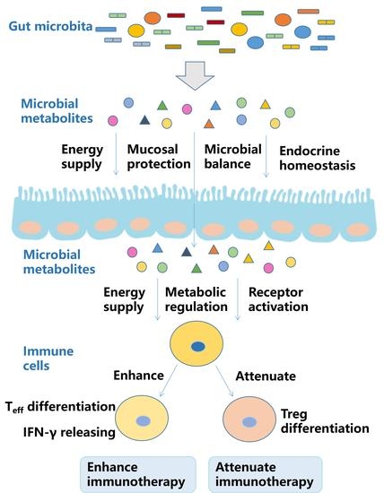 Molecules | Free Full-Text | Effect of Gut Microbiota-Derived ...
