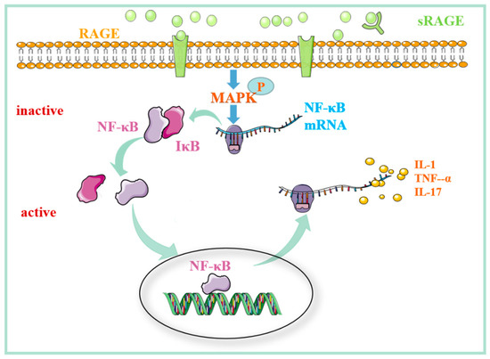 Receptor for Advanced Glycation End Products (RAGE): A Pivotal Hub in ...