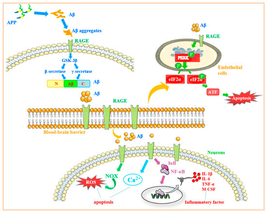 Receptor for Advanced Glycation End Products (RAGE): A Pivotal Hub in ...