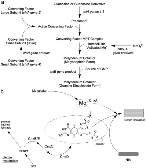 The History of the Molybdenum Cofactor—A Personal View