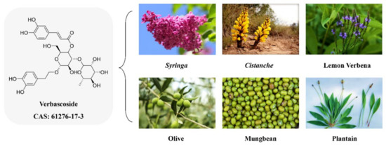 Verbascoside: An Efficient and Safe Natural Antibacterial Adjuvant for ...