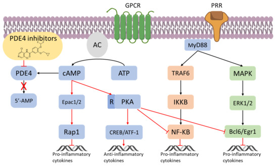 An Overview of PDE4 Inhibitors in Clinical Trials: 2010 to Early 2022