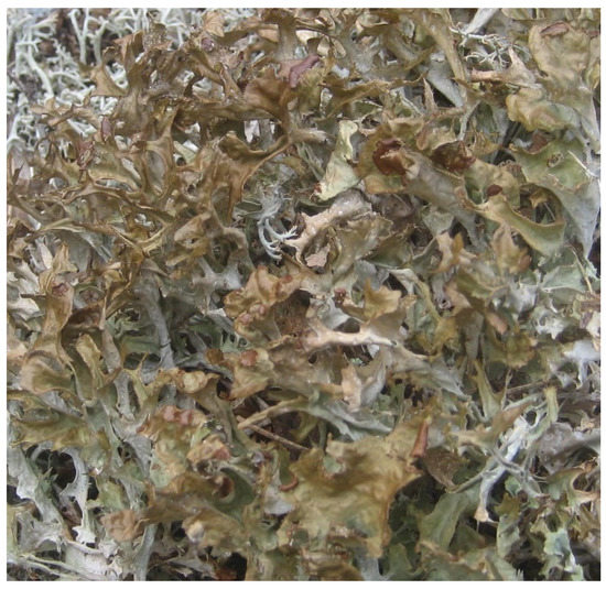 Molecules | Free Full-Text | The Genus Cetraria s. str.—A Review of Its ...