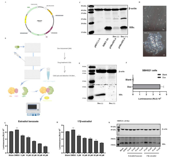 Identification of Estradiol Benzoate as an Inhibitor of HBx Using ...