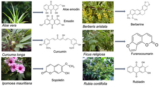 Photoactive Herbal Compounds: A Green Approach to Photodynamic Therapy