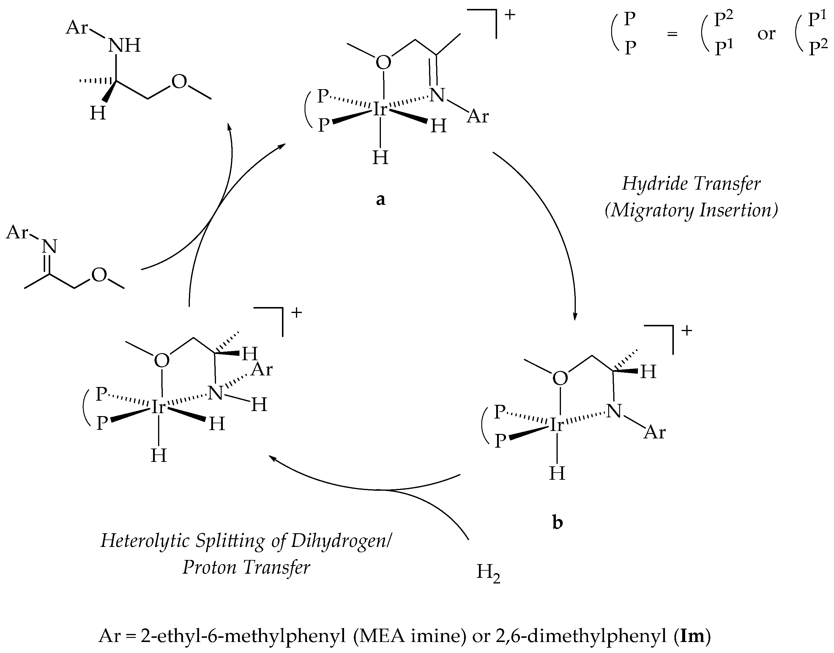 Dehydrogenation Mechanism